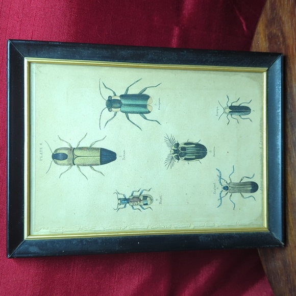 Antique | Art | Antique Bug Picture | Poshmark